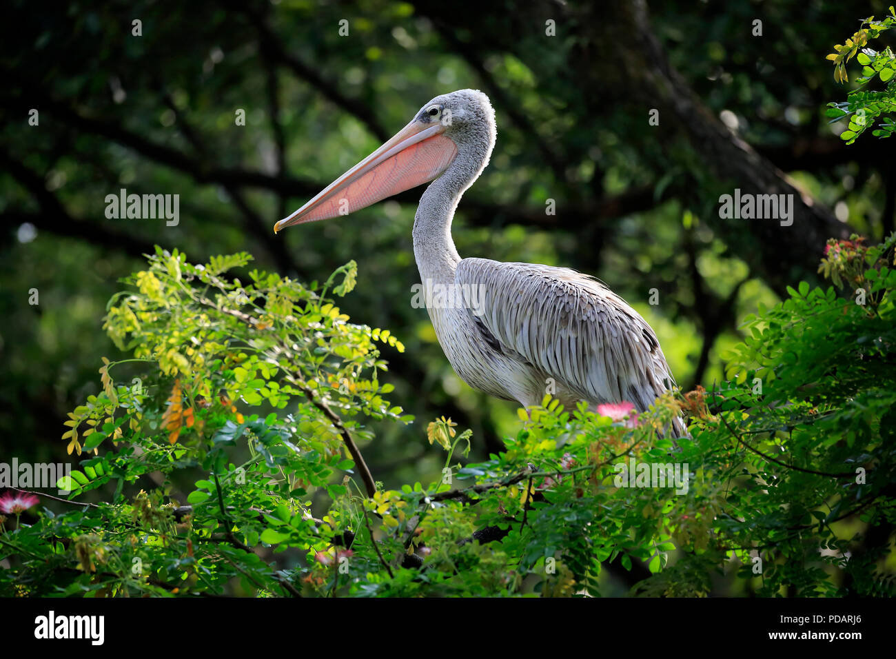Philippensis hi-res stock photography and images - Alamy