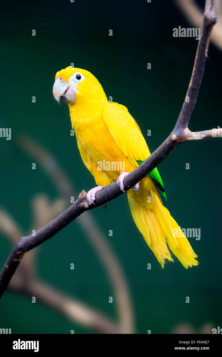 Queen of bavarias conure hi-res stock photography and images - Alamy