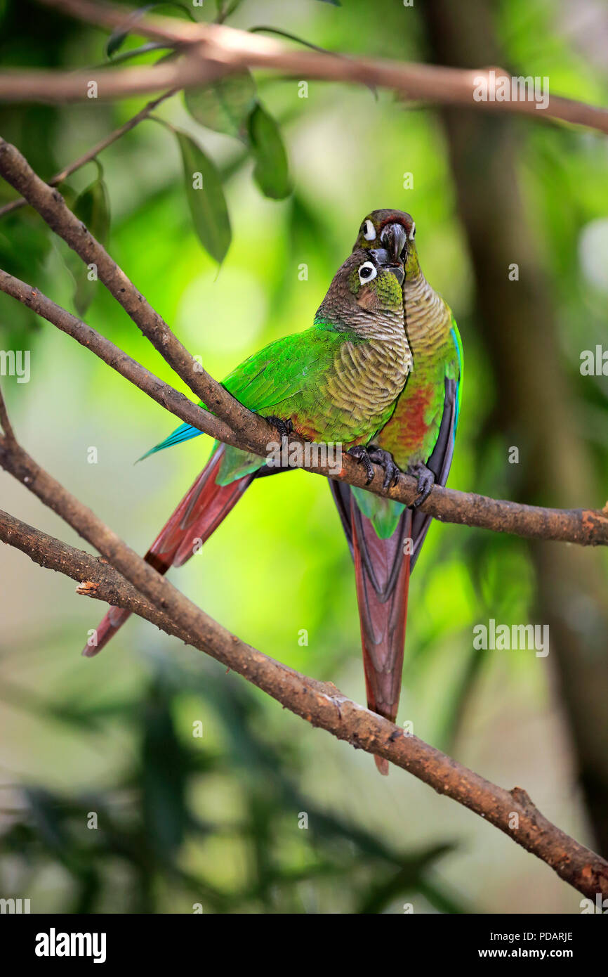 Green Cheeked Parakeet, adult couple on branch, South America, Pyrrhura ...