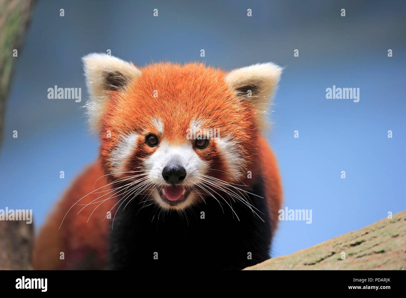 Red Panda Predators And Prey