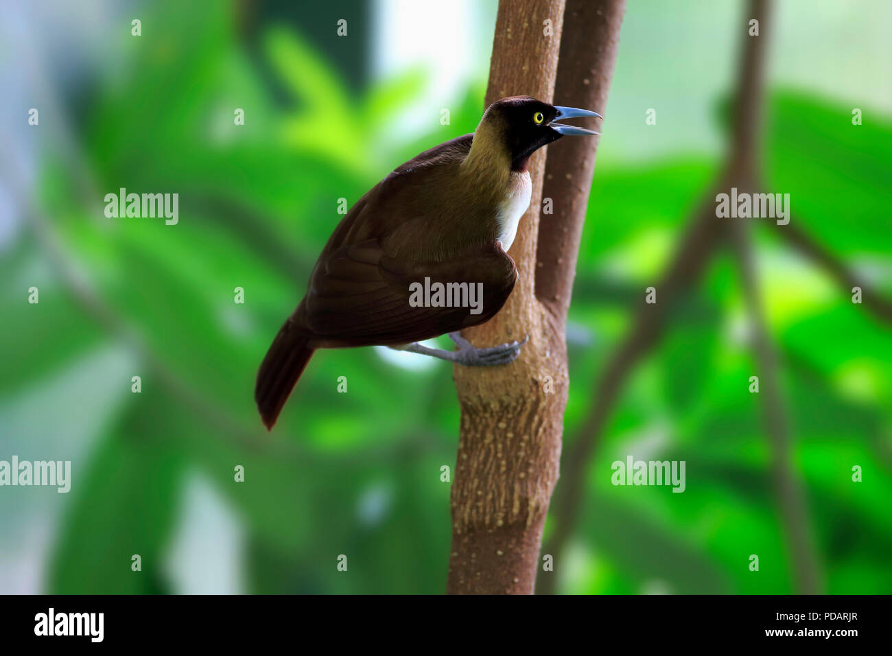 Lesser Bird of Paradise, adult female on branch calling, New Guinea ...