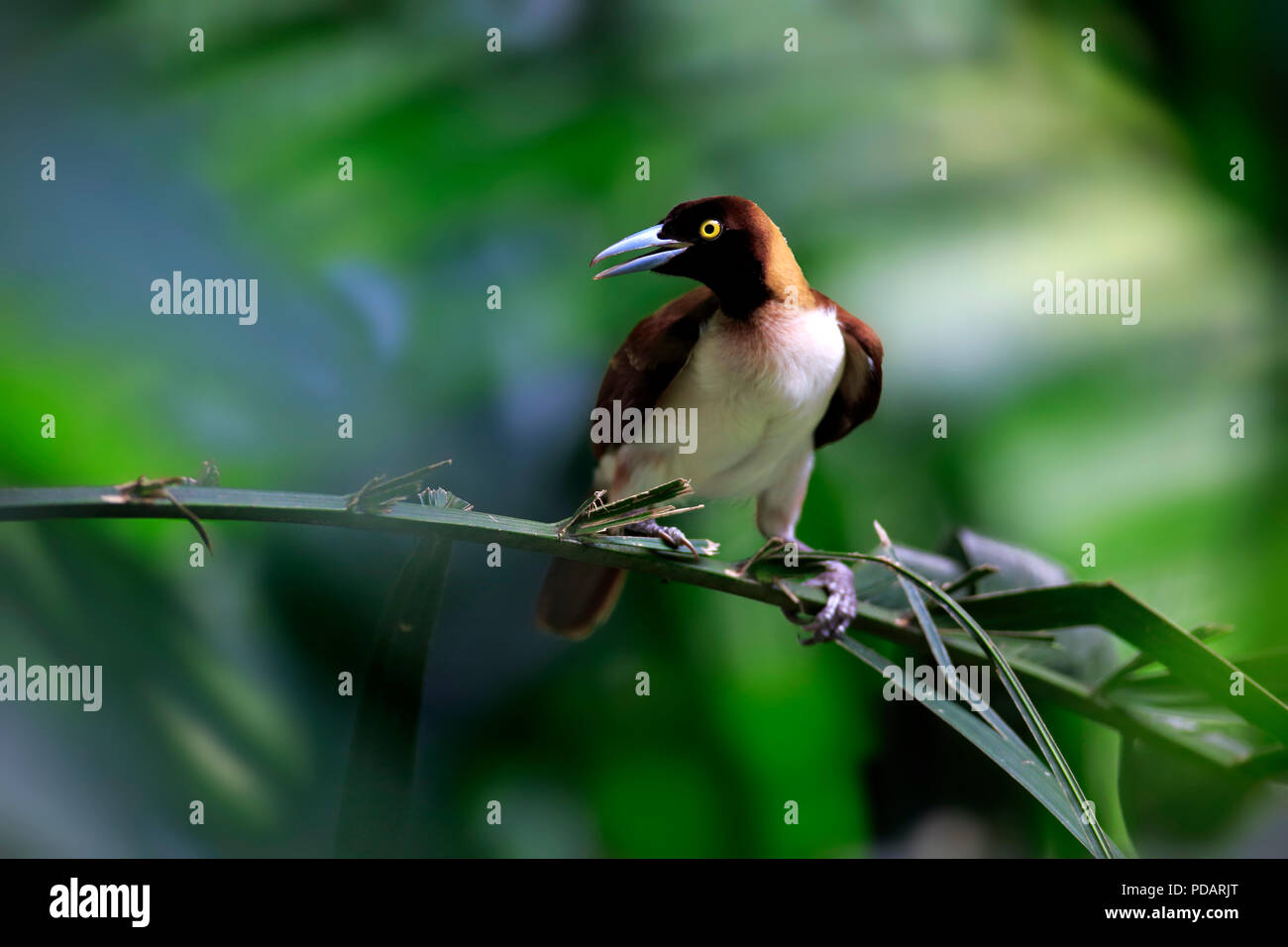 Female Lesser Bird Of Paradise