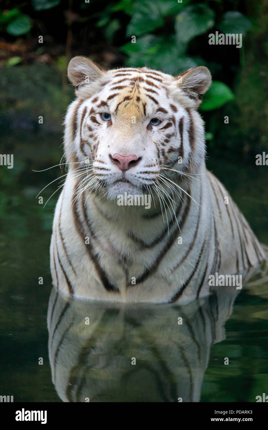 Indian Tiger White Form, White tiger, Bengal tiger, adult in water ...