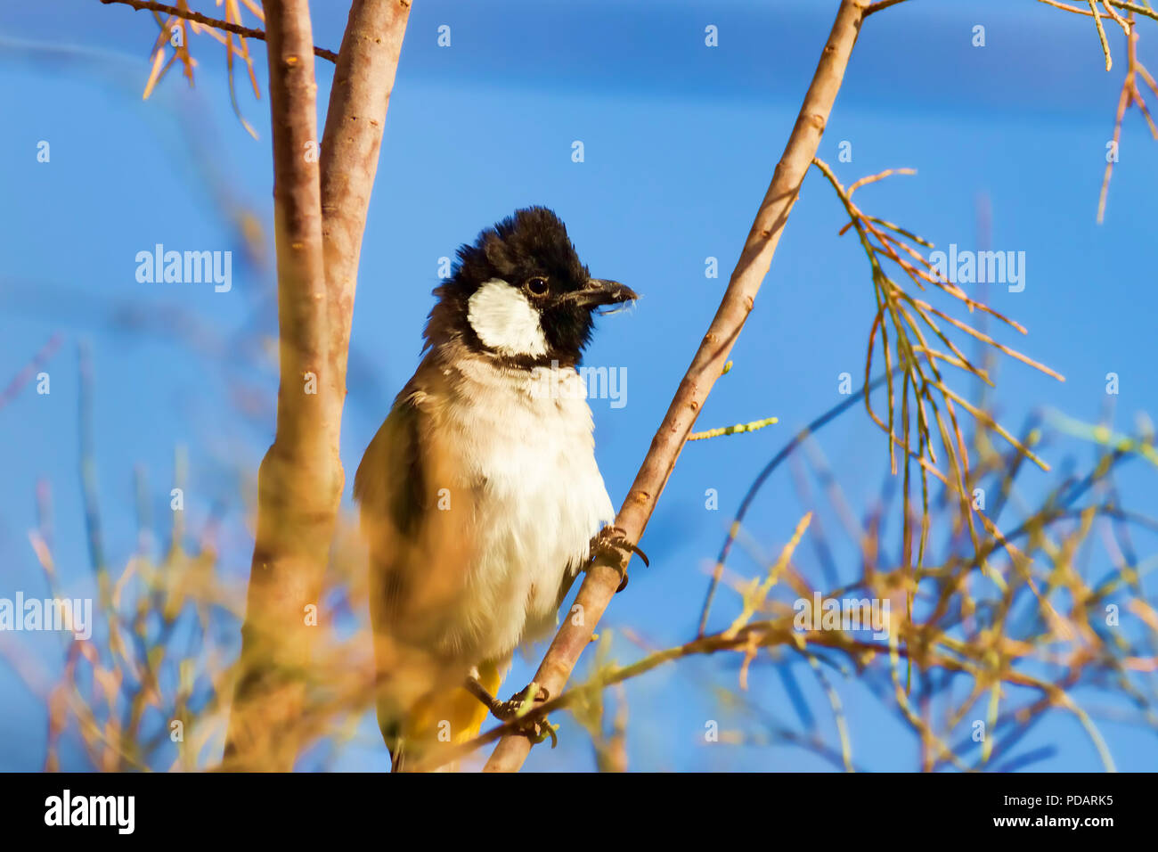 White Cheeked Bulbul Stock Photo - Alamy