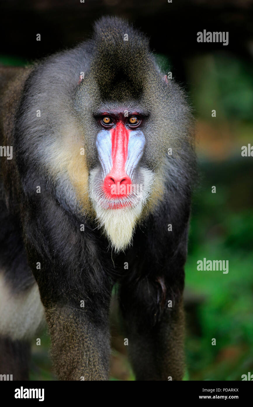 Mandrill hi-res stock photography and images - Alamy