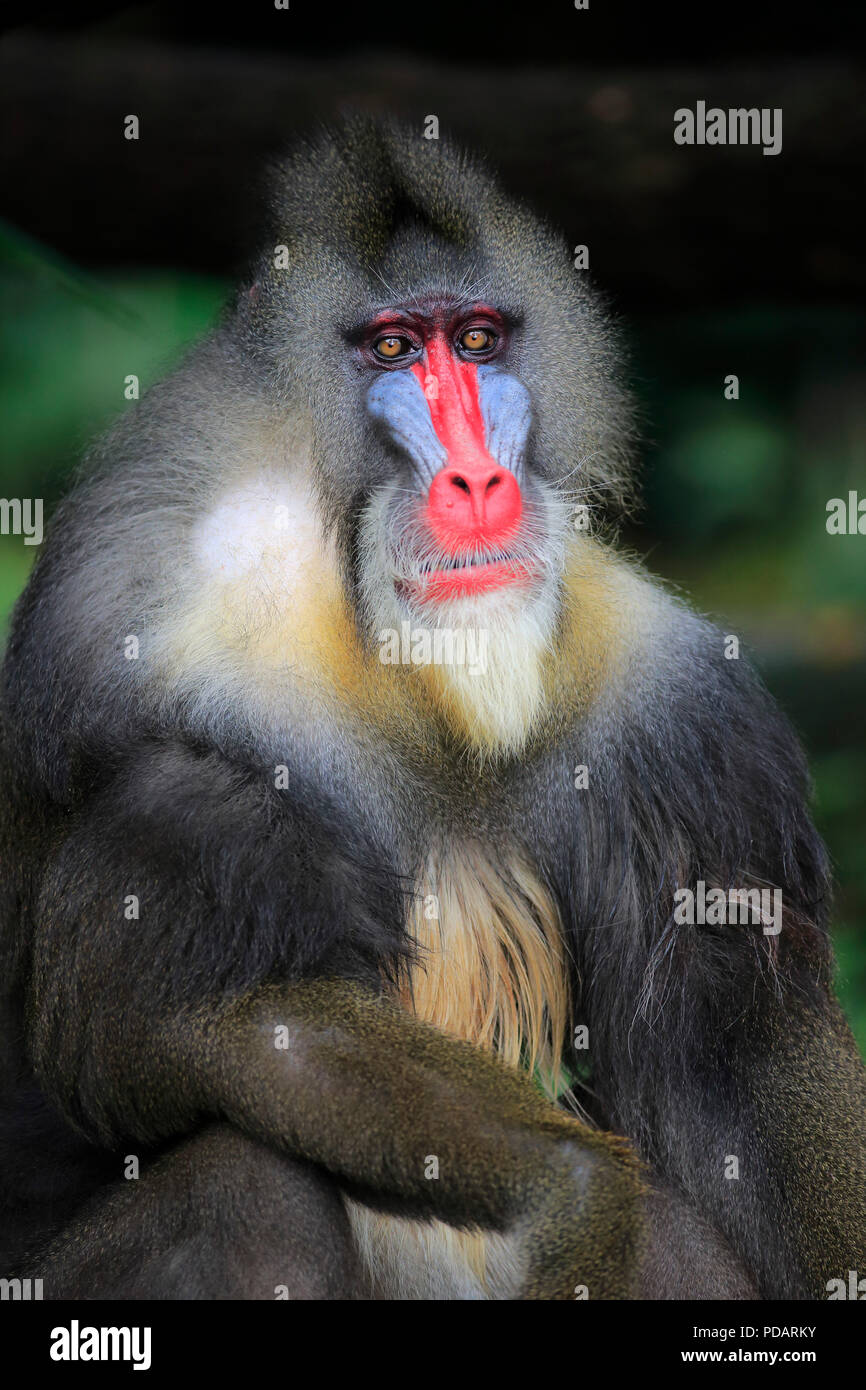 Mandrill, adult male portrait, Africa, Mandrillus sphinx Stock Photo ...