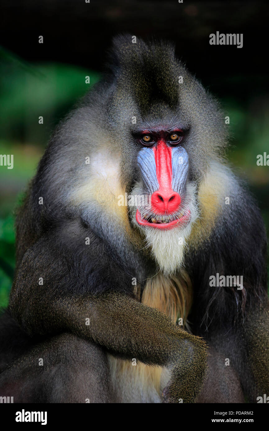 Mandrill hi-res stock photography and images - Alamy