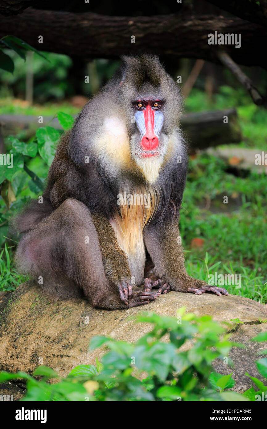 Mandrill hi-res stock photography and images - Alamy