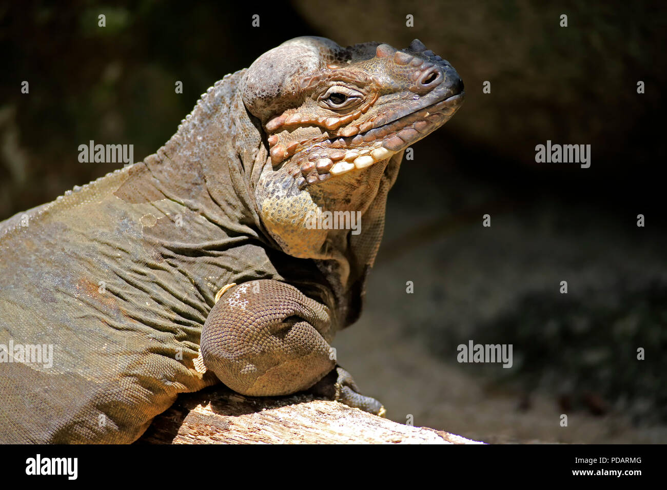 Cyclura hi-res stock photography and images - Alamy