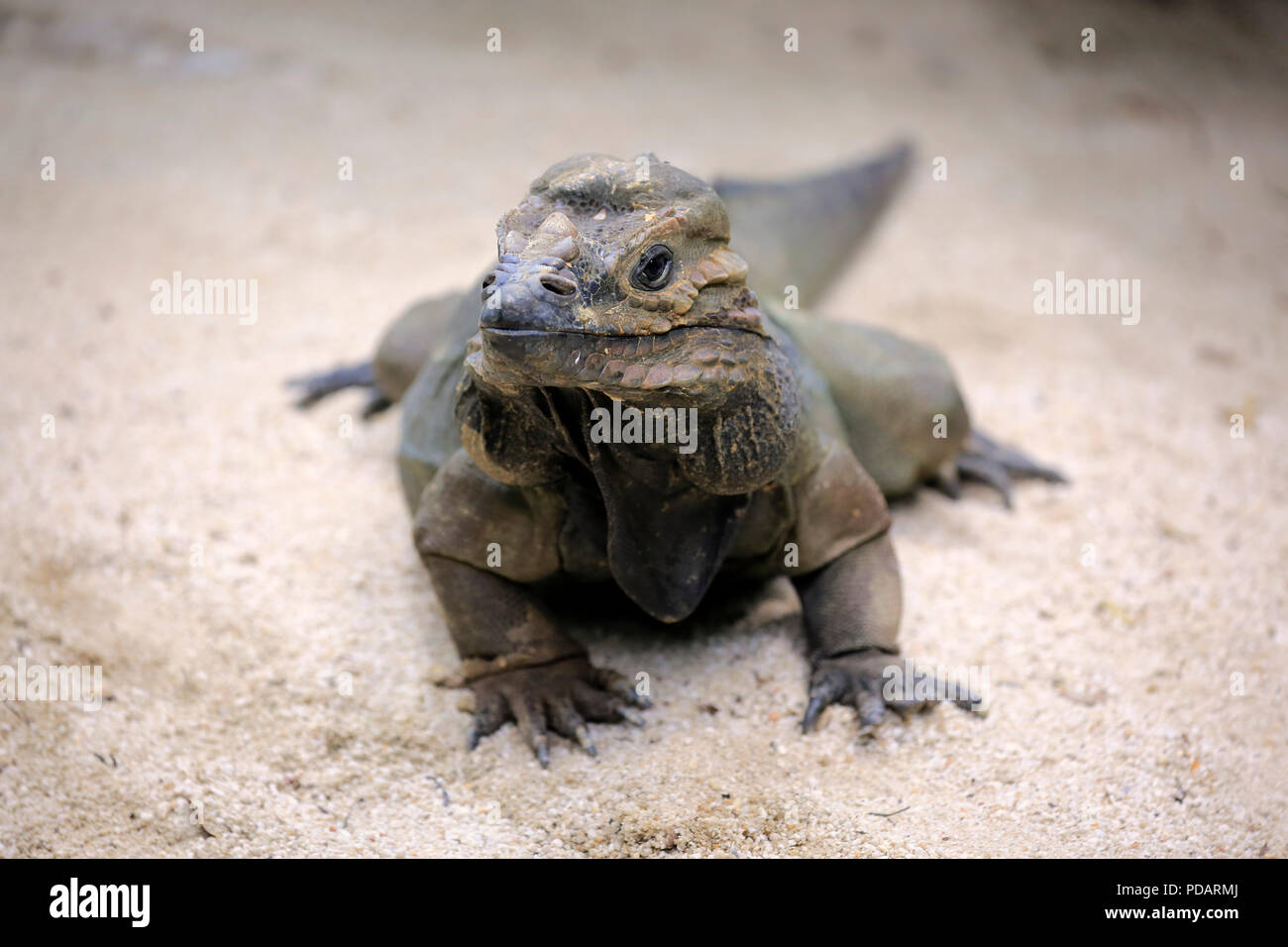 Cyclura hi-res stock photography and images - Alamy