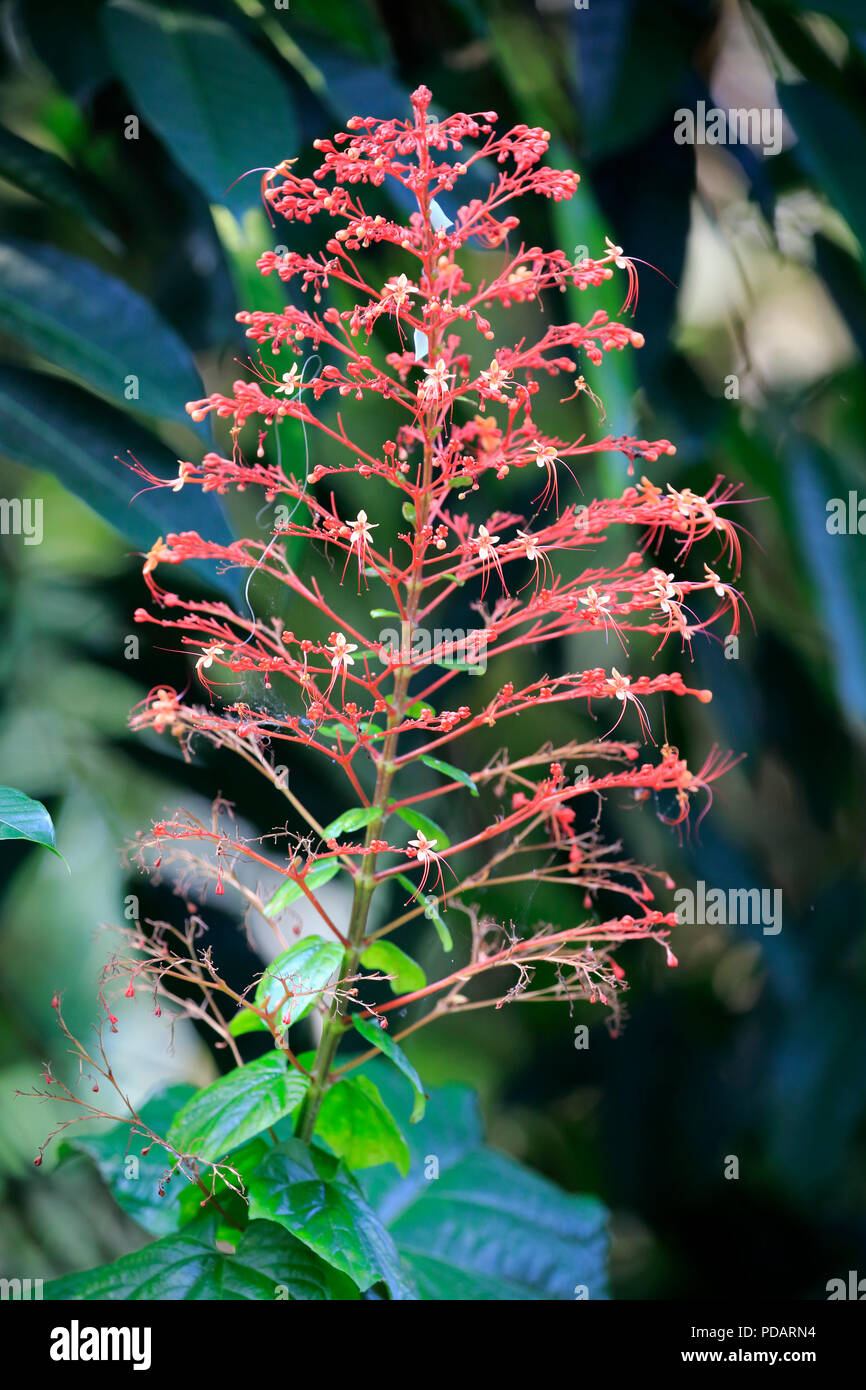 Pagoda flower (clerodendrum paniculatum) hi-res stock photography and ...