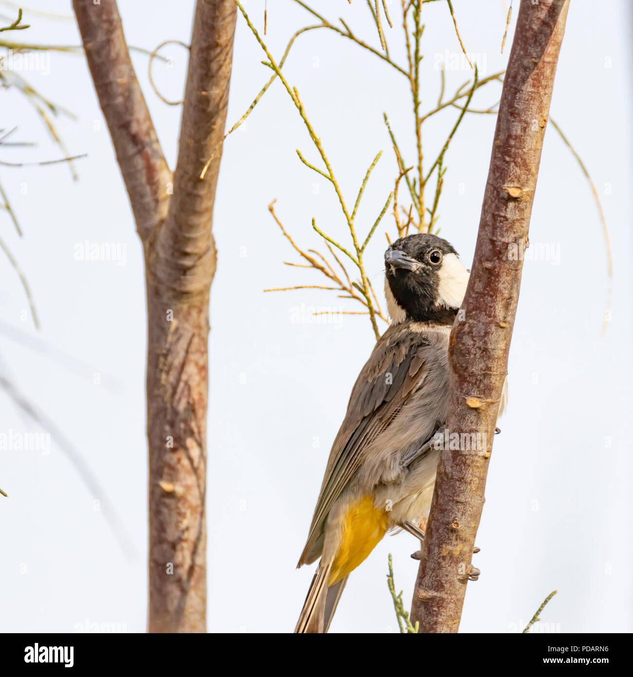 Brown cheeked bulbul hi-res stock photography and images - Alamy