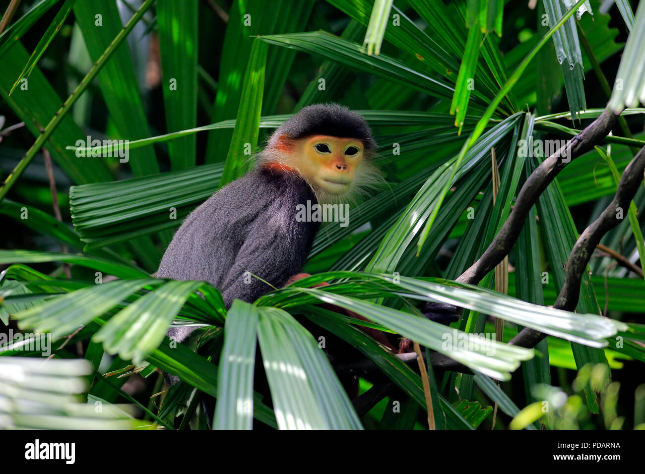 Douc langur pygathrix nemaeus male hi-res stock photography and images ...