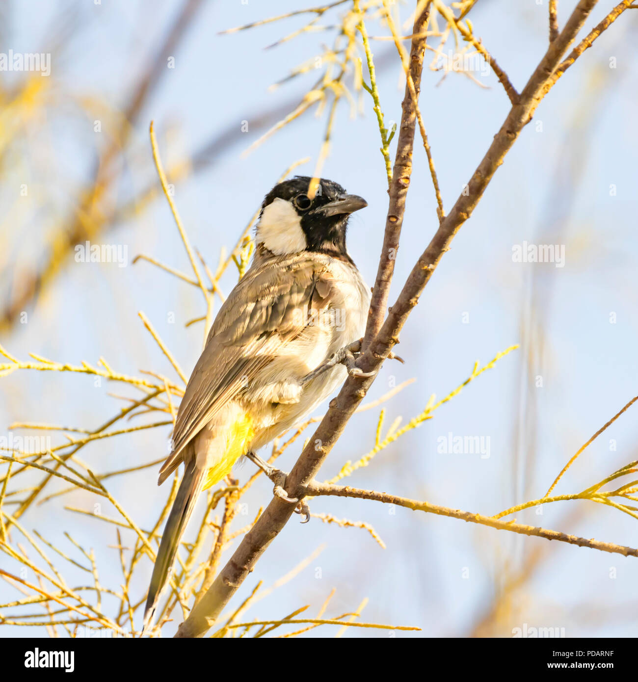 White Cheeked Bulbul Stock Photo - Alamy