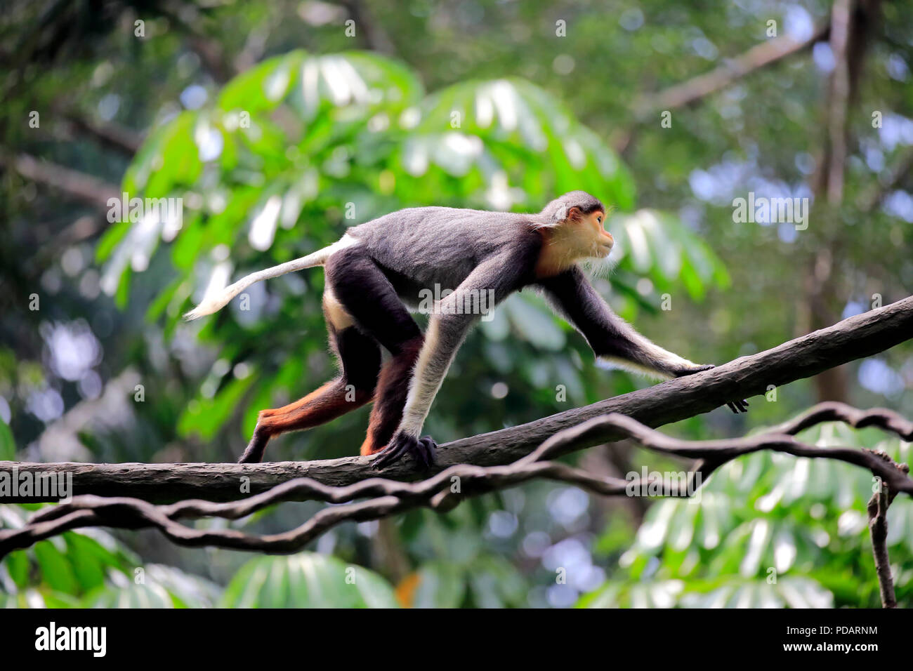 Pygathrix nemaeus hi-res stock photography and images - Alamy