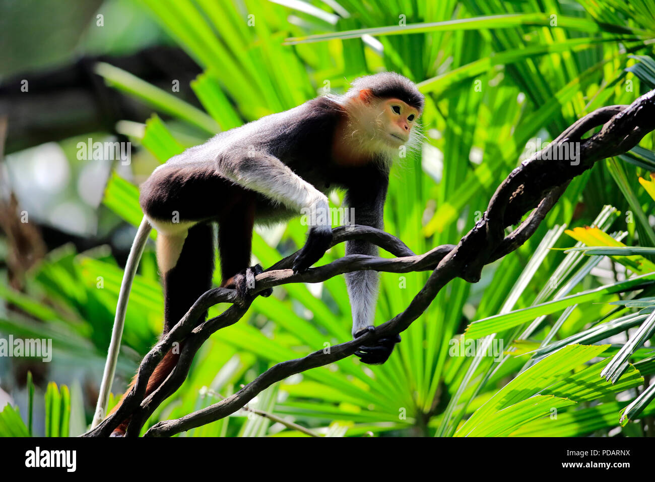 Douc Langur, adult, Asia, Pygathrix nemaeus Stock Photo - Alamy
