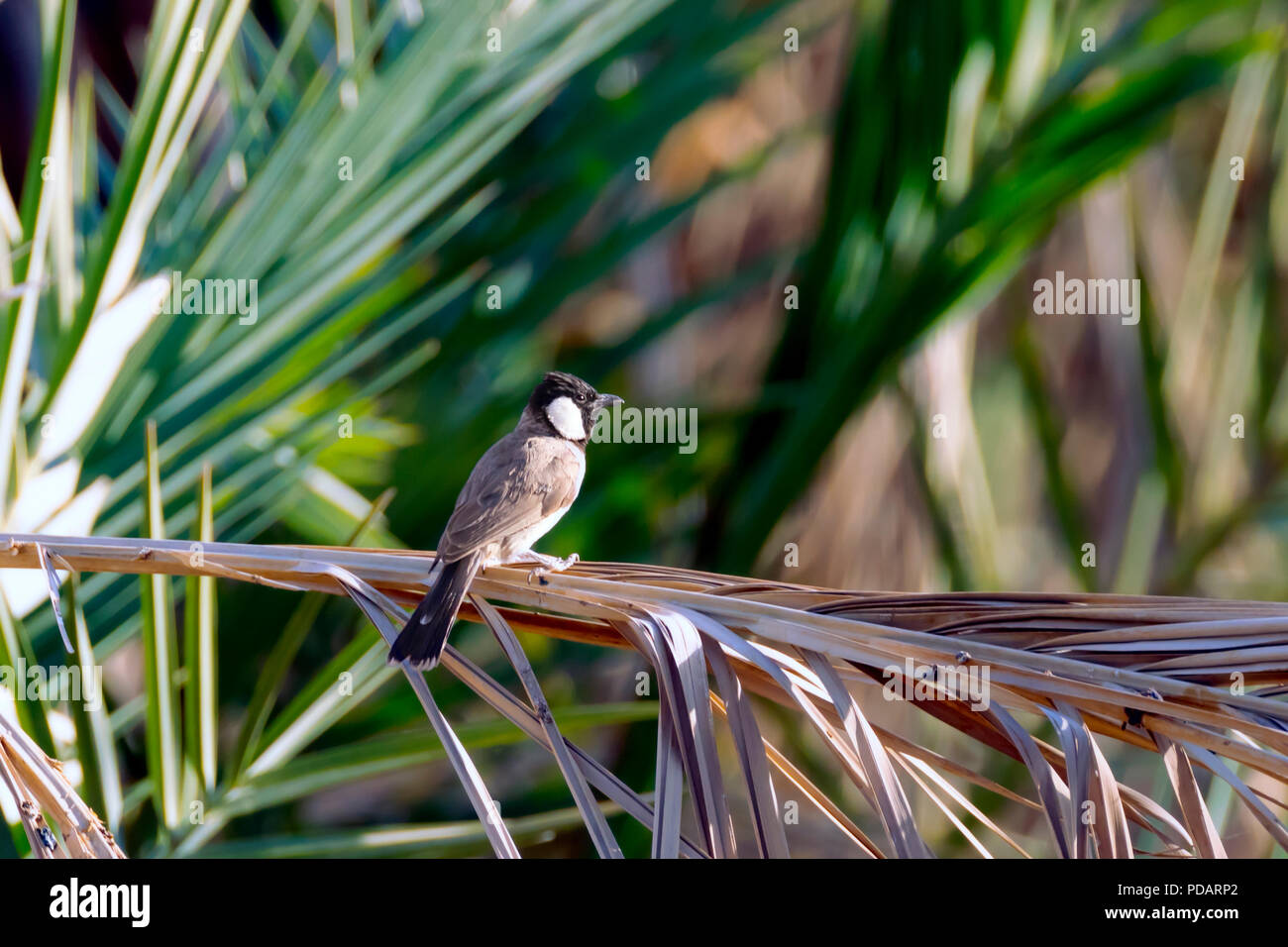 White Cheeked Bulbul Stock Photo - Alamy