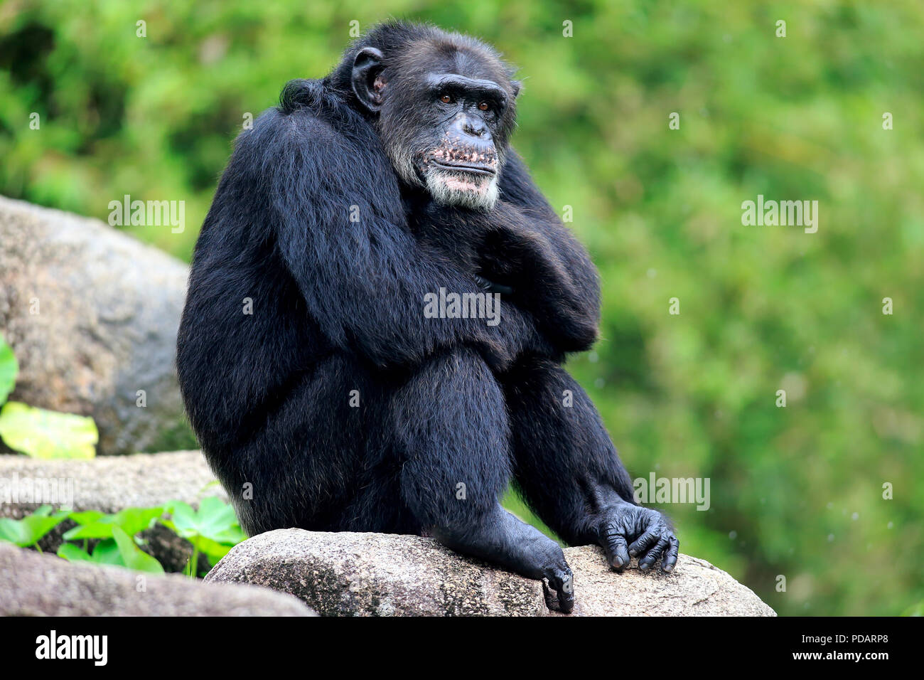 Chimpanzee male hi-res stock photography and images - Alamy