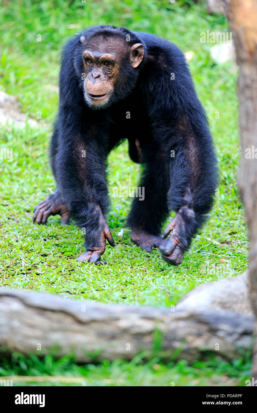 Primate walking upright hi-res stock photography and images - Alamy