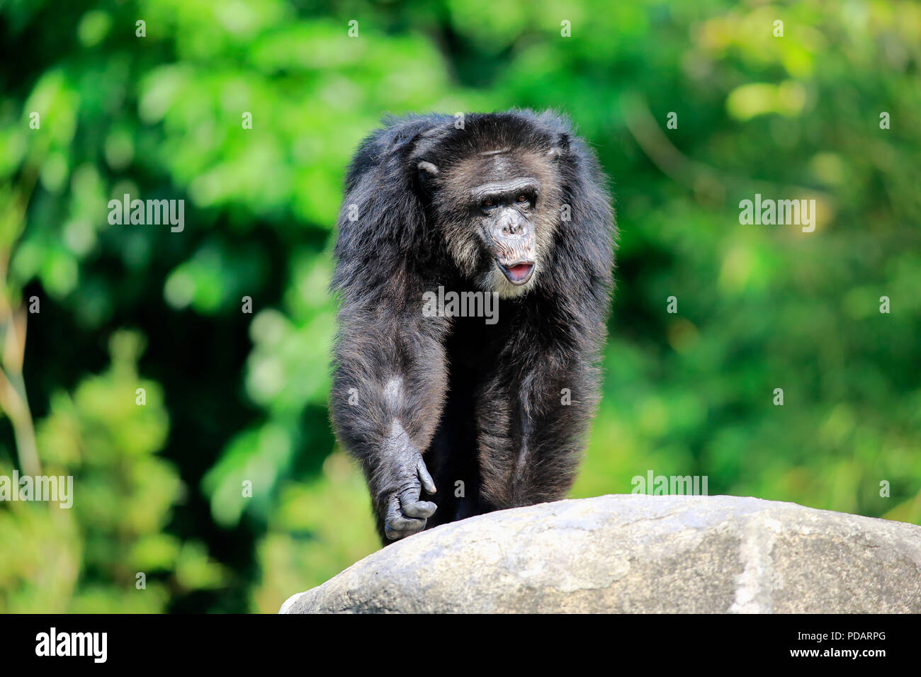 Ape behaviour hi-res stock photography and images - Alamy