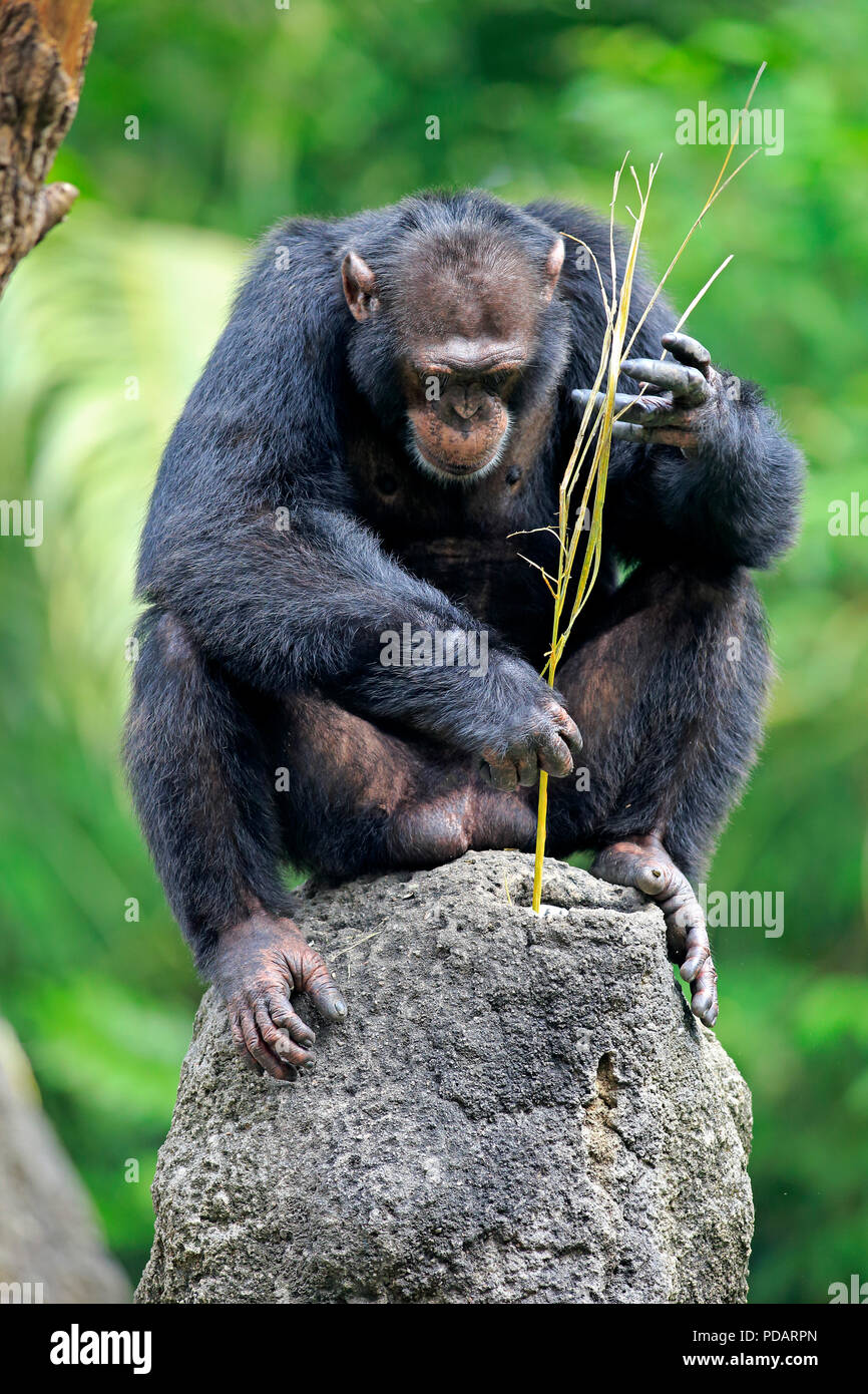 Chimpanzee, adult male using tool, Africa, Pan troglodytes troglodytes ...