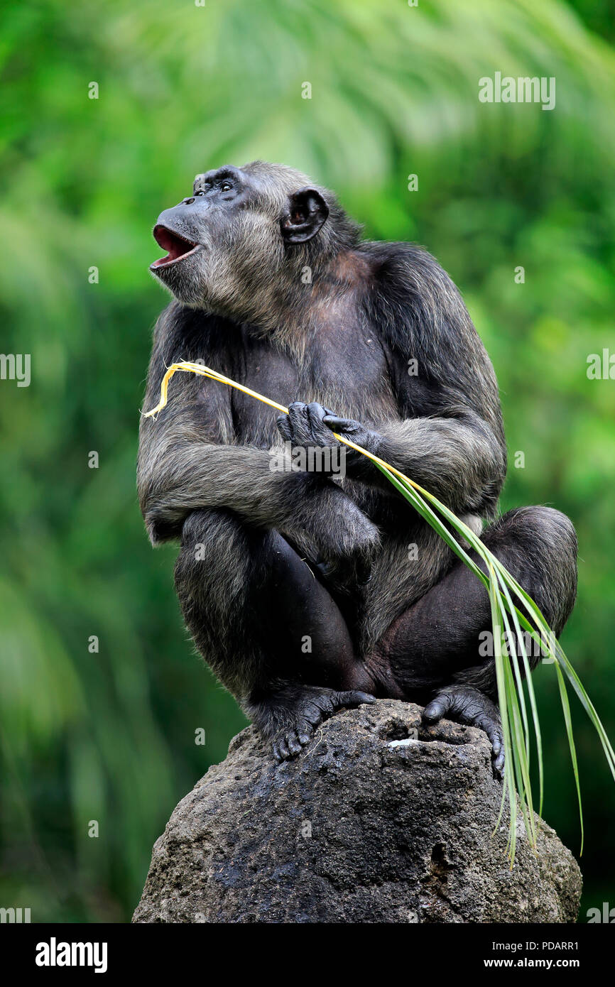 Chimpanzee Tool Use High Resolution Stock Photography and Images - Alamy