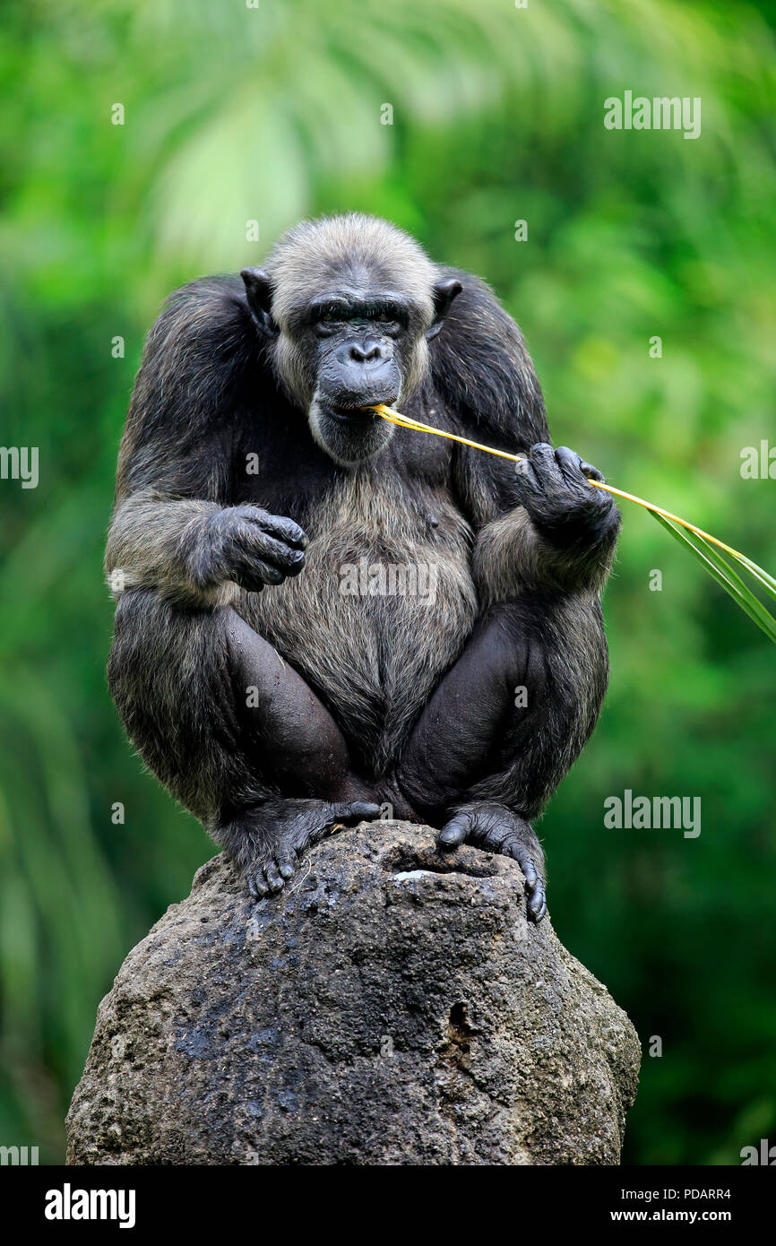 Chimpies hi-res stock photography and images - Alamy