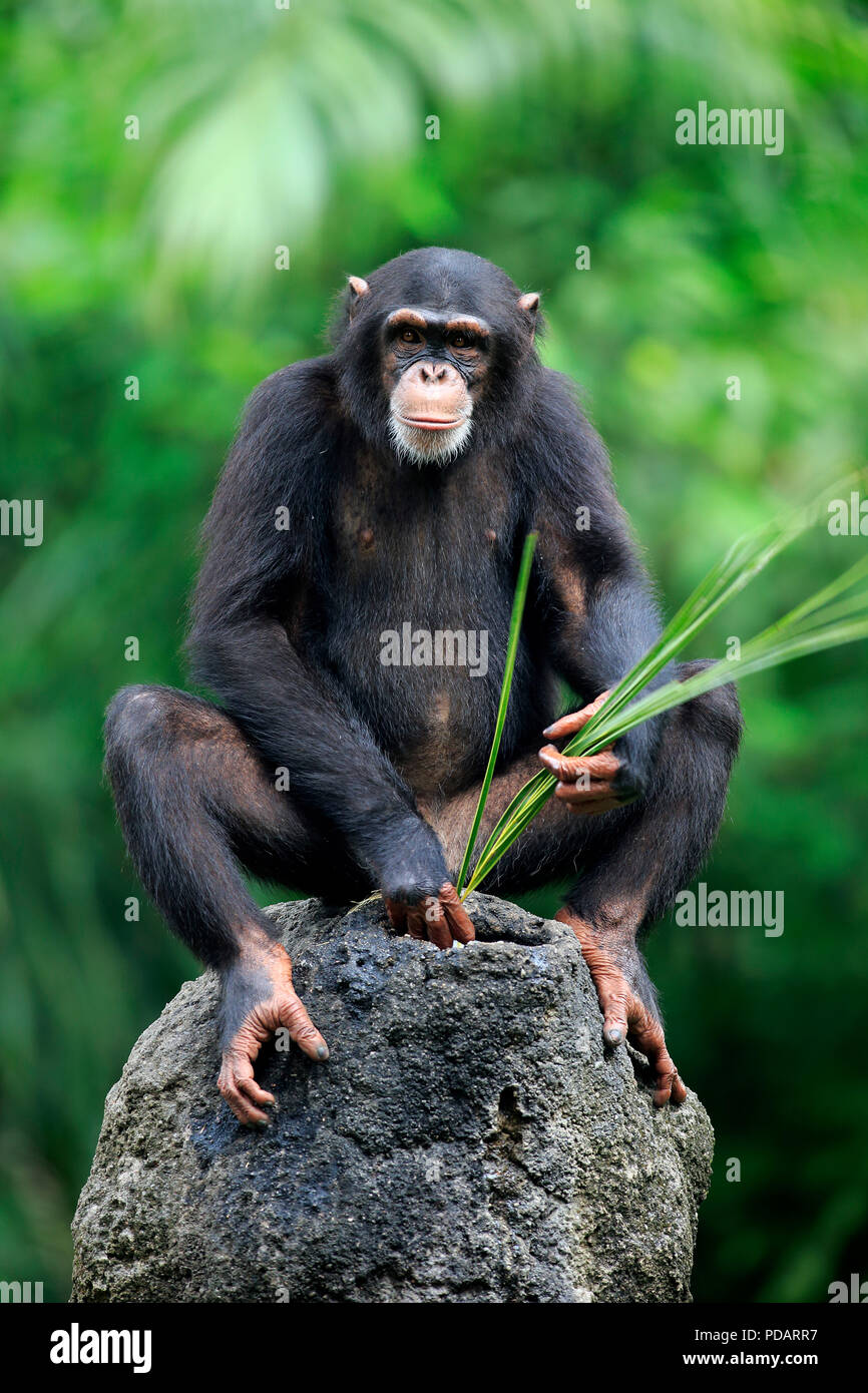 Chimpanzee hi-res stock photography and images - Alamy