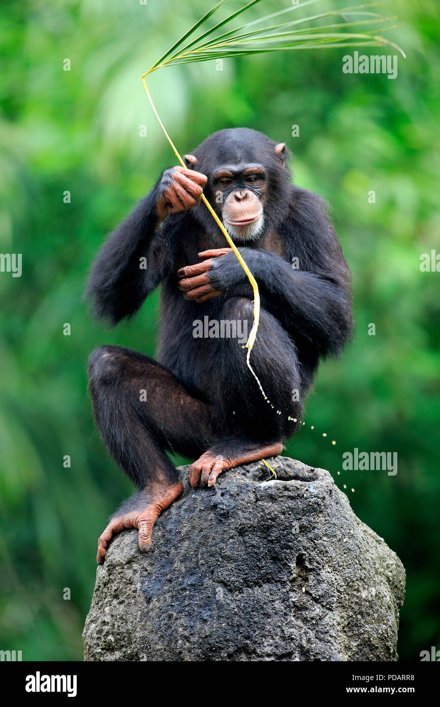 Chimpanzee tool hi-res stock photography and images - Alamy