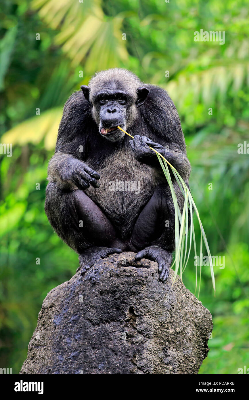Adult female chimpanzee hi-res stock photography and images - Alamy