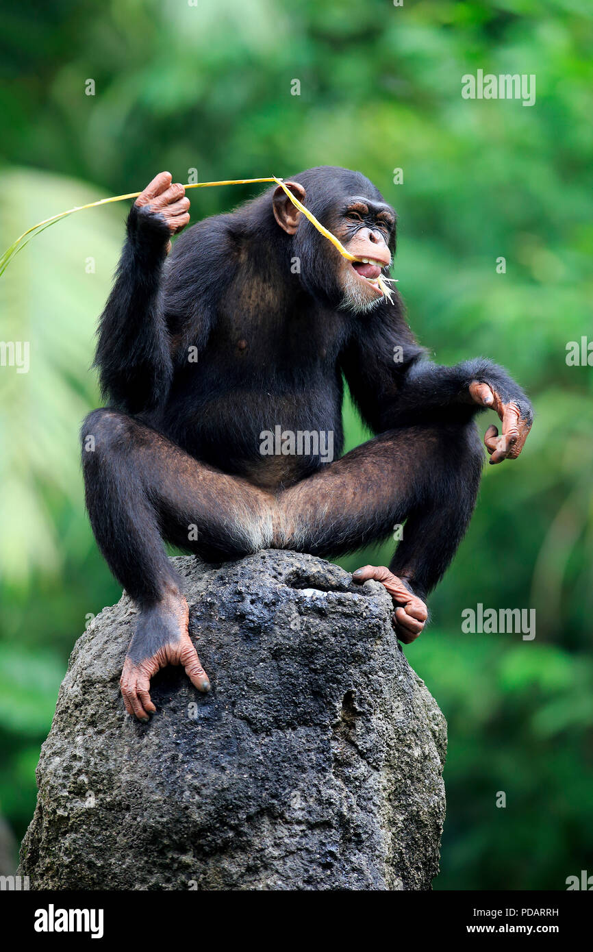 Chimpanzee, adult male using tool, feeding, Africa, Pan troglodytes ...
