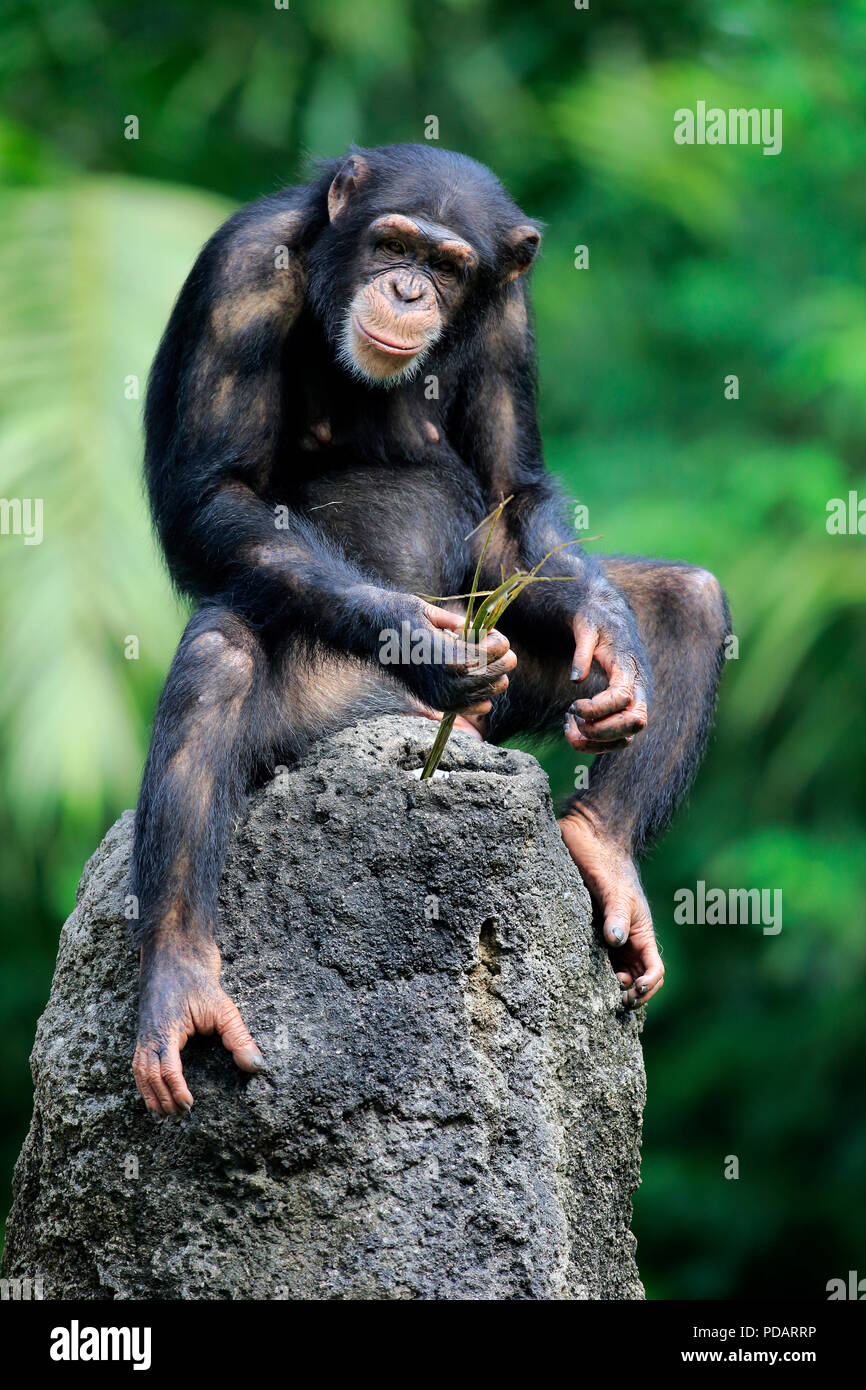 Chimpanzee tool hi-res stock photography and images - Alamy