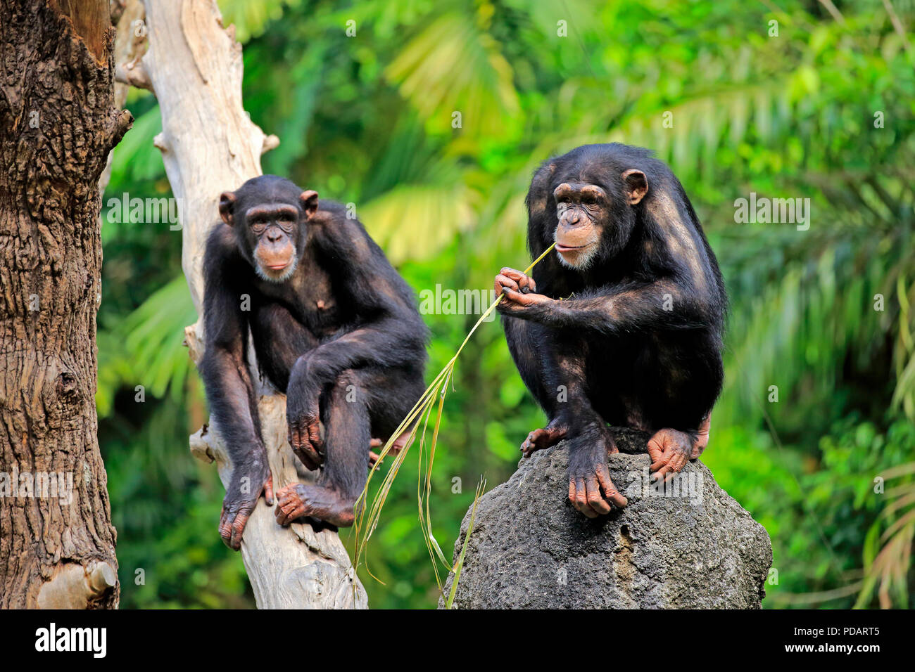Chimpanzee tool hi-res stock photography and images - Alamy