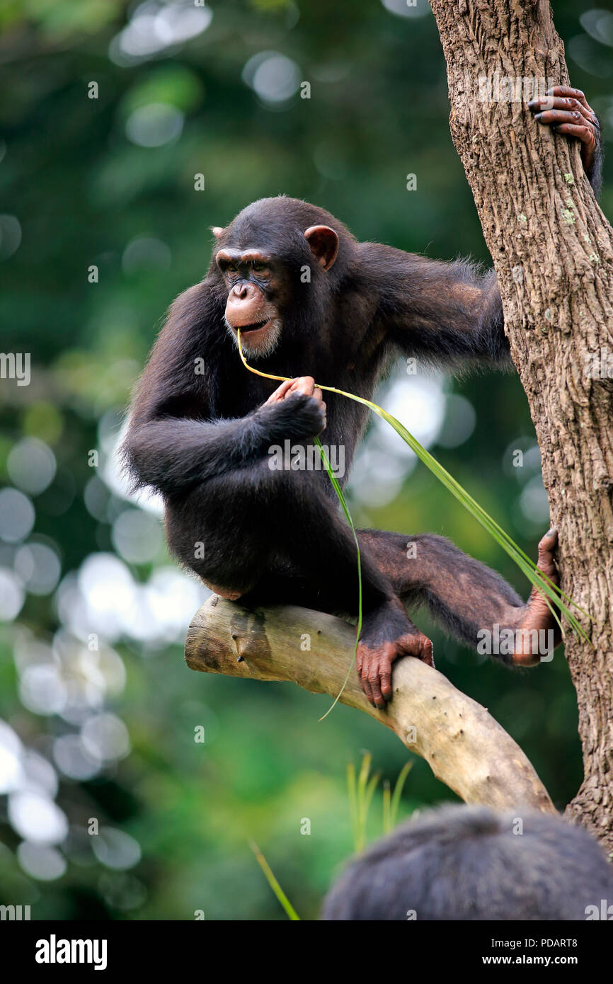 Chimpanzees tree hi-res stock photography and images - Alamy