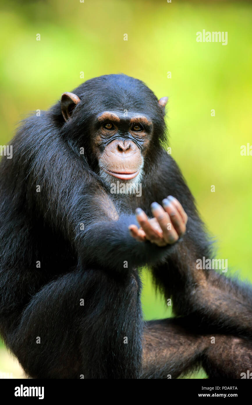 Tschegos hi-res stock photography and images - Alamy