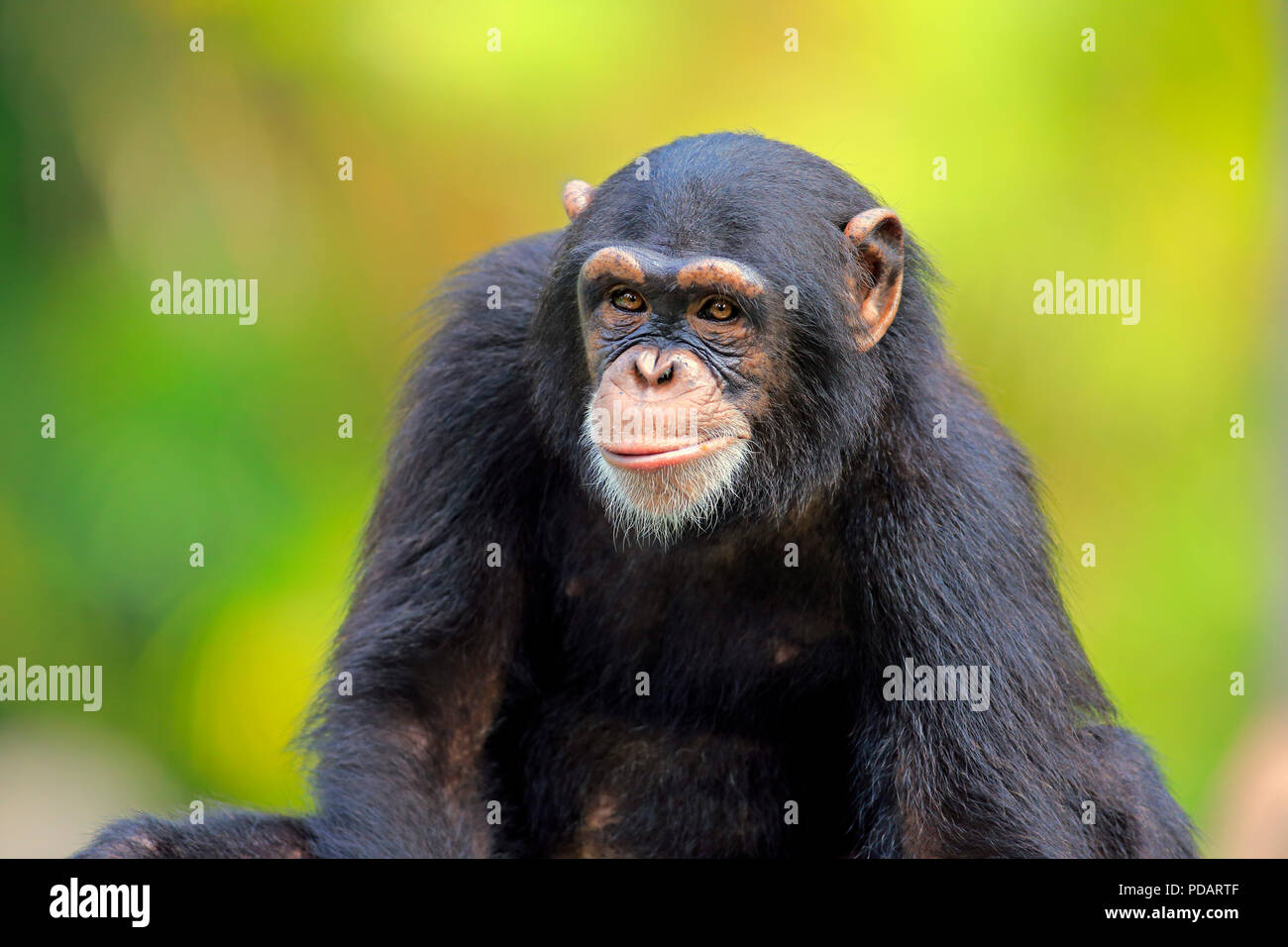 Central chimpanzee hi-res stock photography and images - Alamy