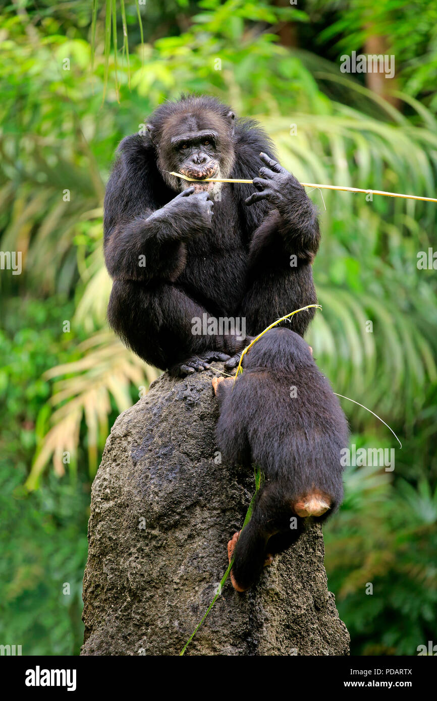 Chimpanzee tool hi-res stock photography and images - Alamy