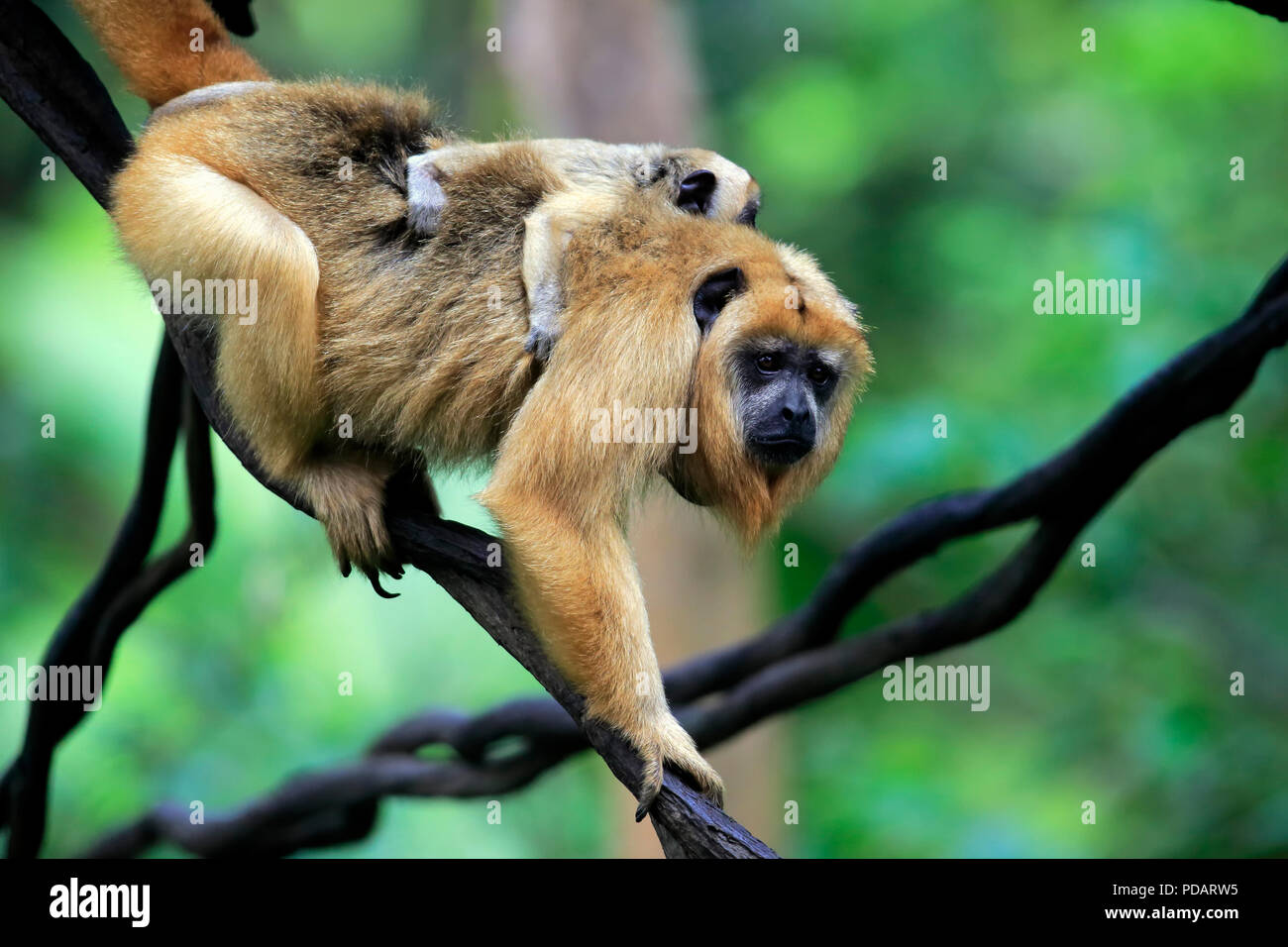Black Howler Monkey, adult female with young on back, South America ...