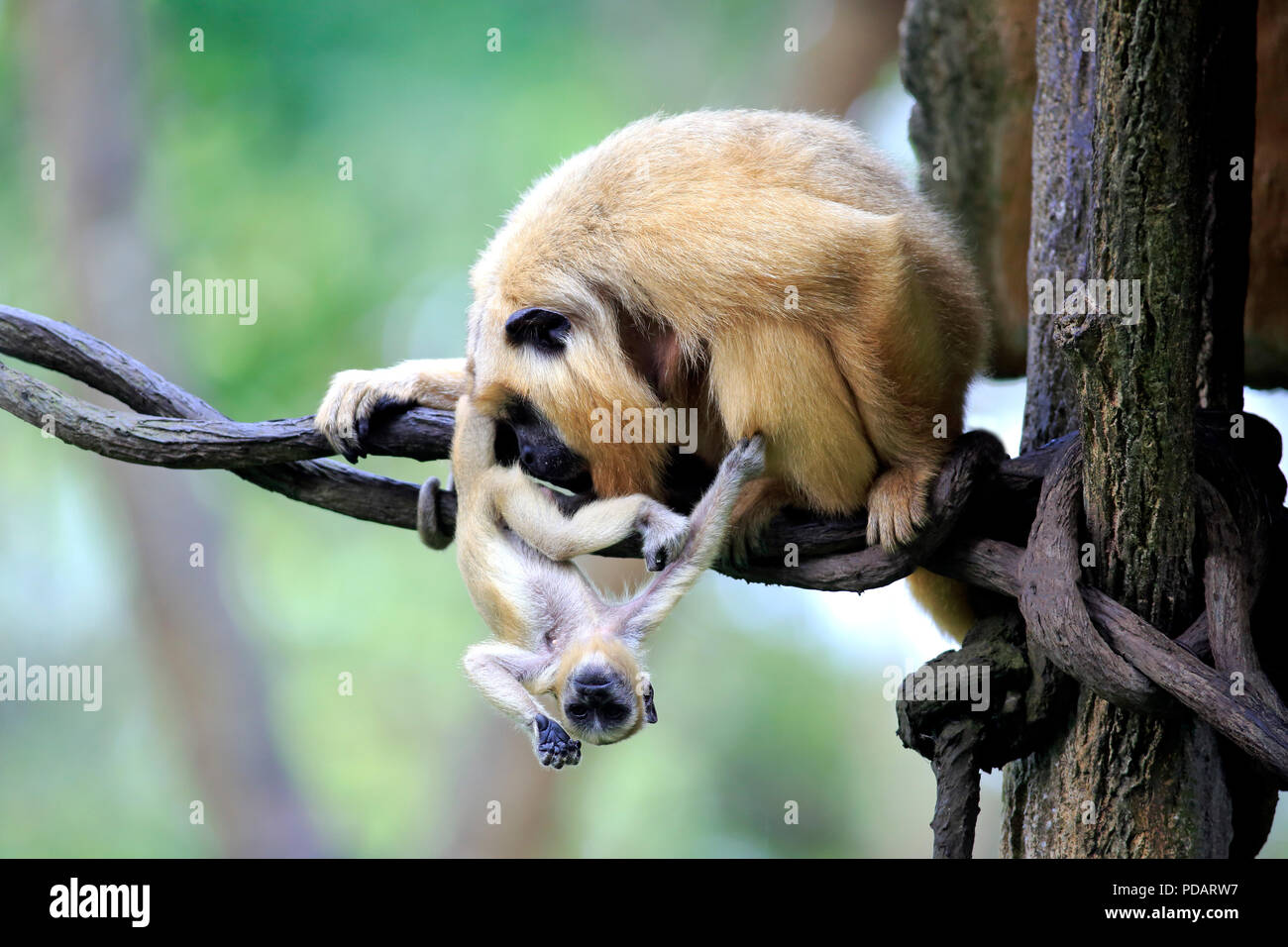 Black howler monkeys hi-res stock photography and images - Alamy