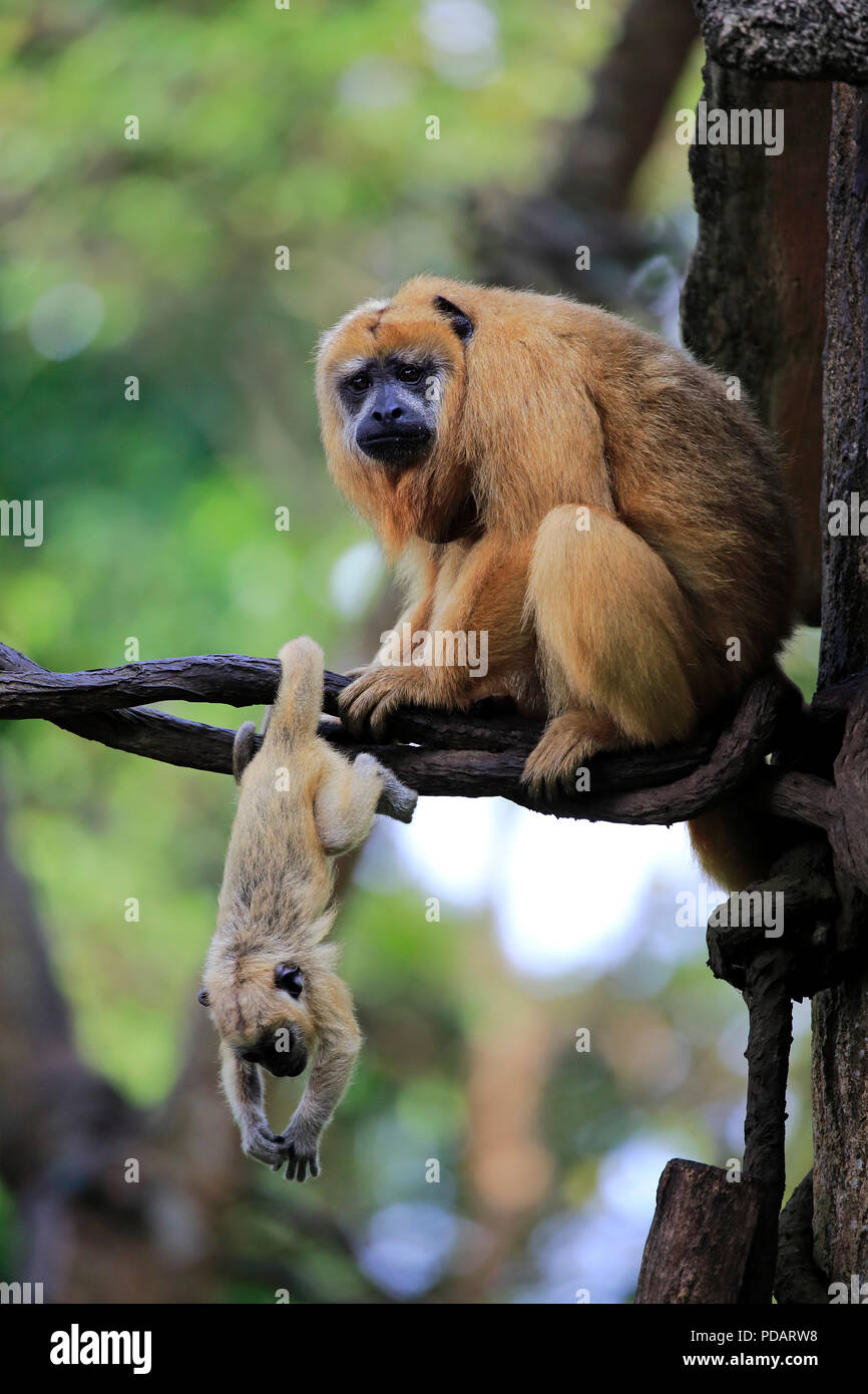 Black Howler Monkey, adult female with young climbing, South America ...