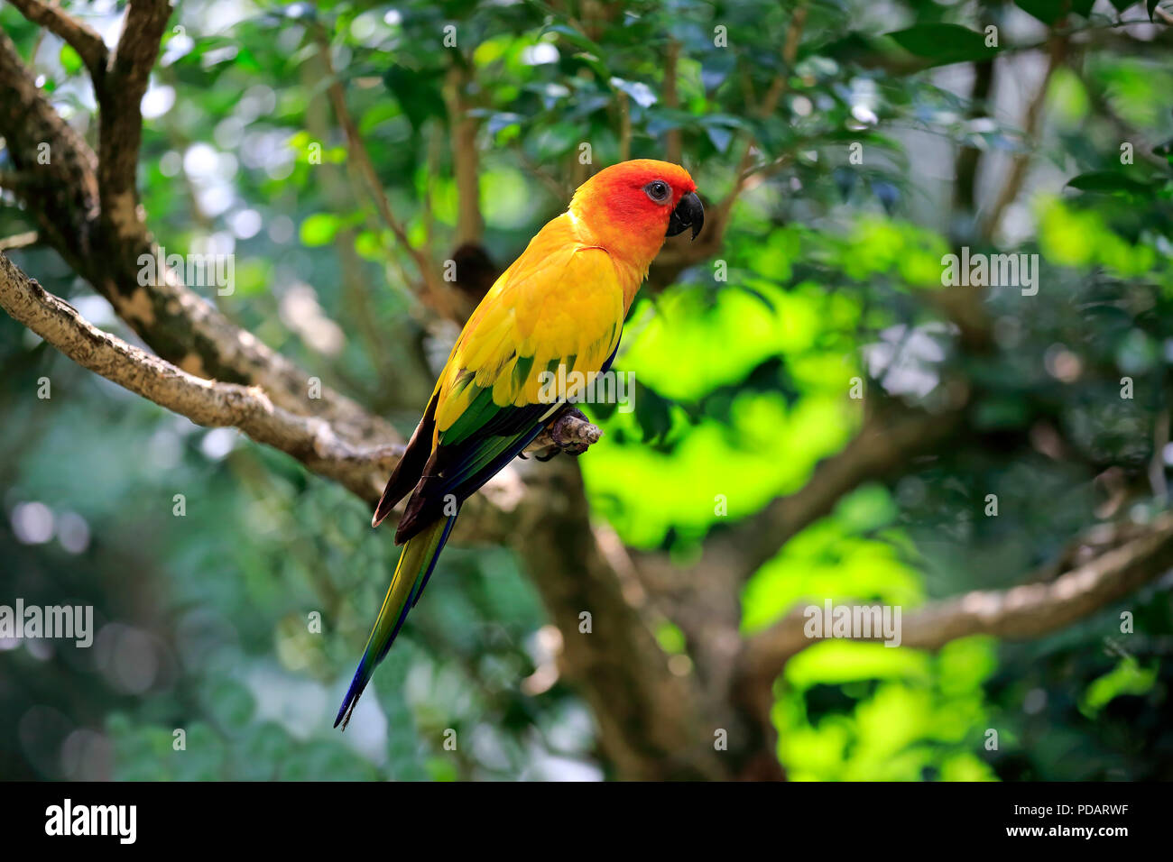 Sun conures hi-res stock photography and images - Alamy