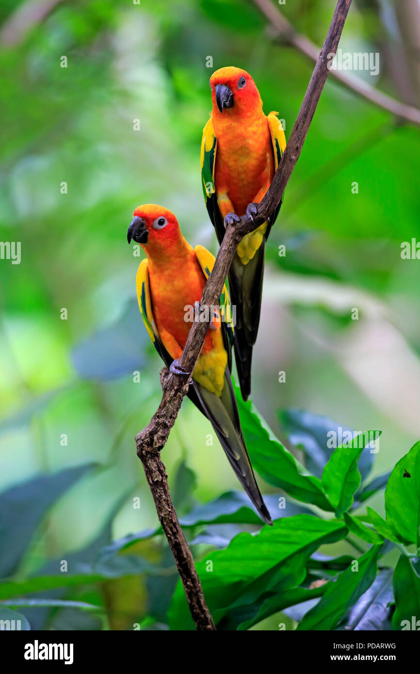 Aratinga conures hi-res stock photography and images - Alamy