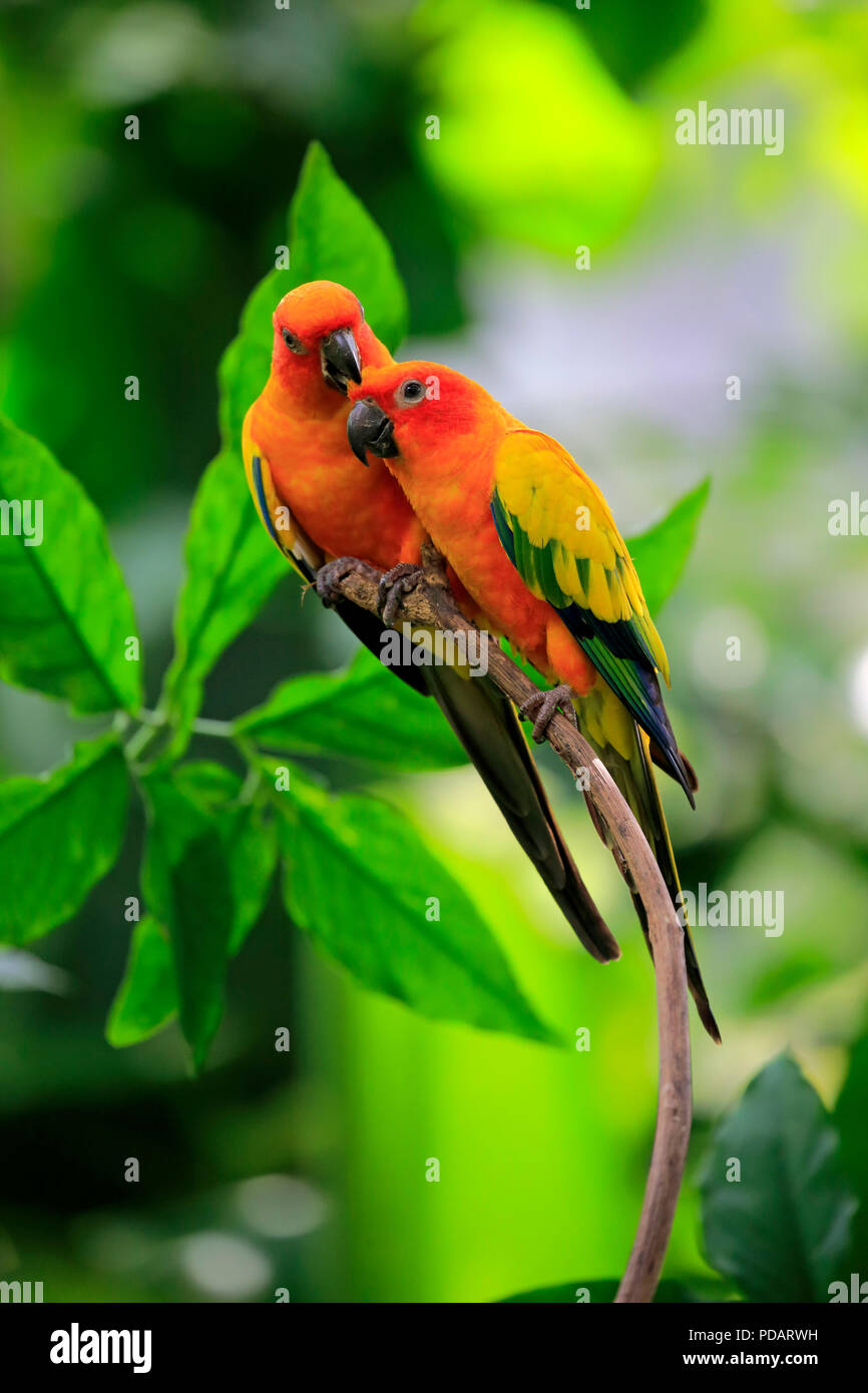Aratinga solstitialis hi-res stock photography and images - Alamy