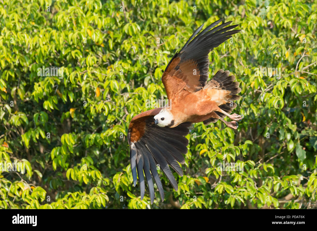 Black-collared Hawk Busarellus nigricollis in flight, Pantanal, Mato ...