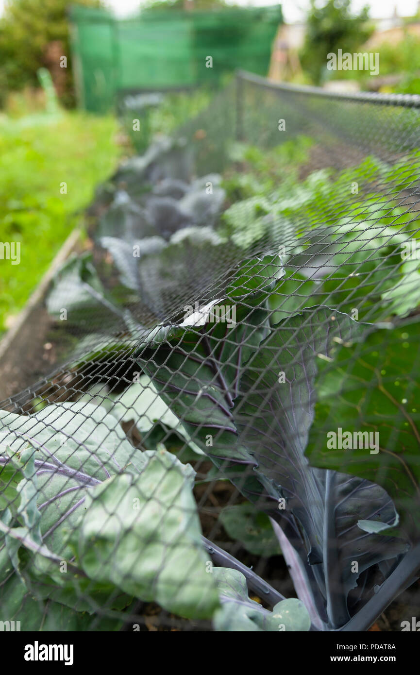Cabbage under netting at an allotment garden, UK Stock Photo - Alamy