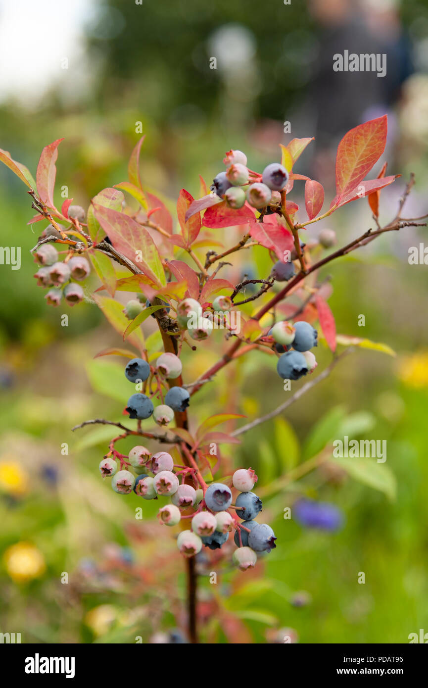 Late summer blueberries Stock Photo - Alamy