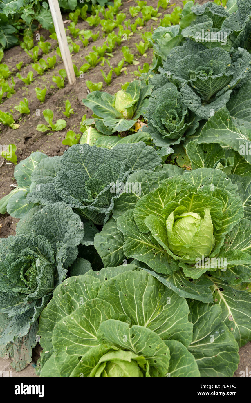 Cabbages growing garden uk hi-res stock photography and images - Alamy