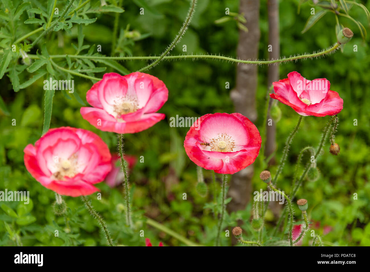 Pink poppy flowers hi-res stock photography and images - Alamy