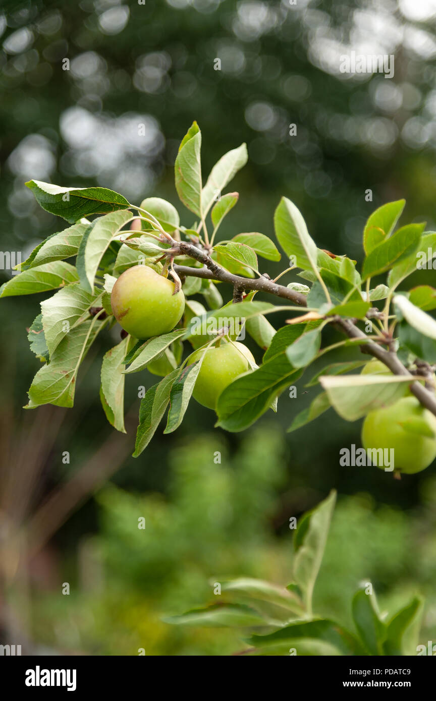 Green ready to pick hi-res stock photography and images - Alamy