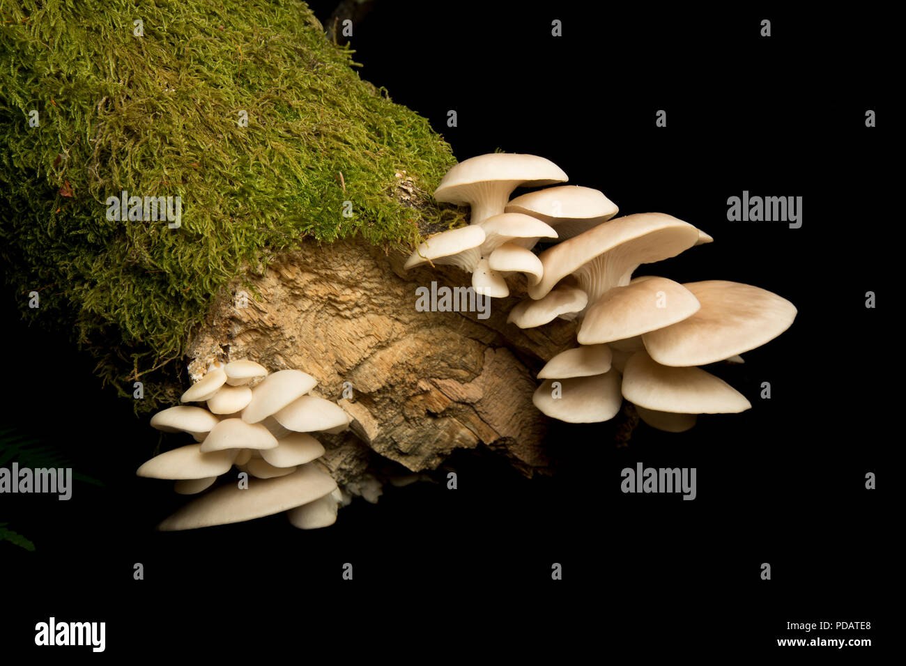 Dead tree mushrooms hi-res stock photography and images - Alamy